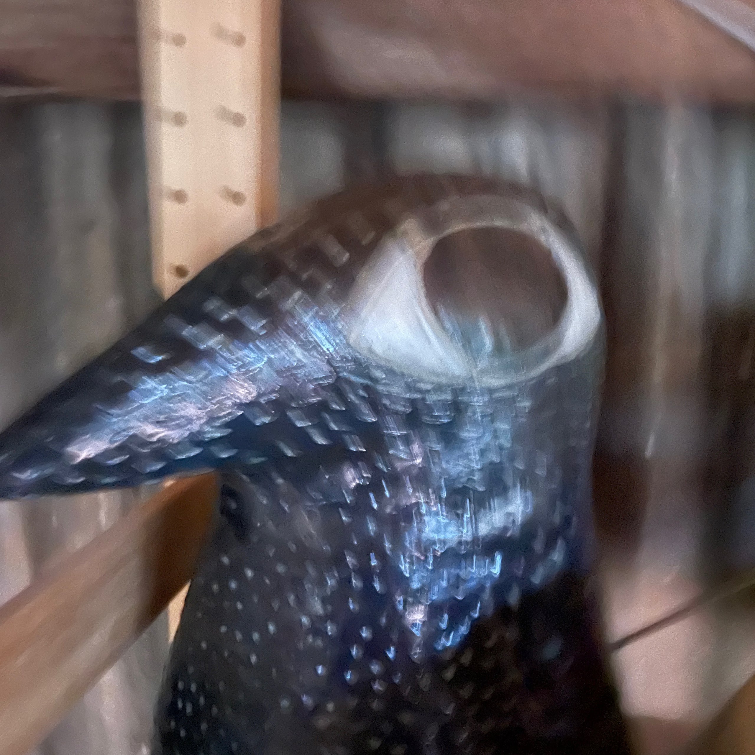 Bowerbird sculpture | MOUNTAIN CLAY